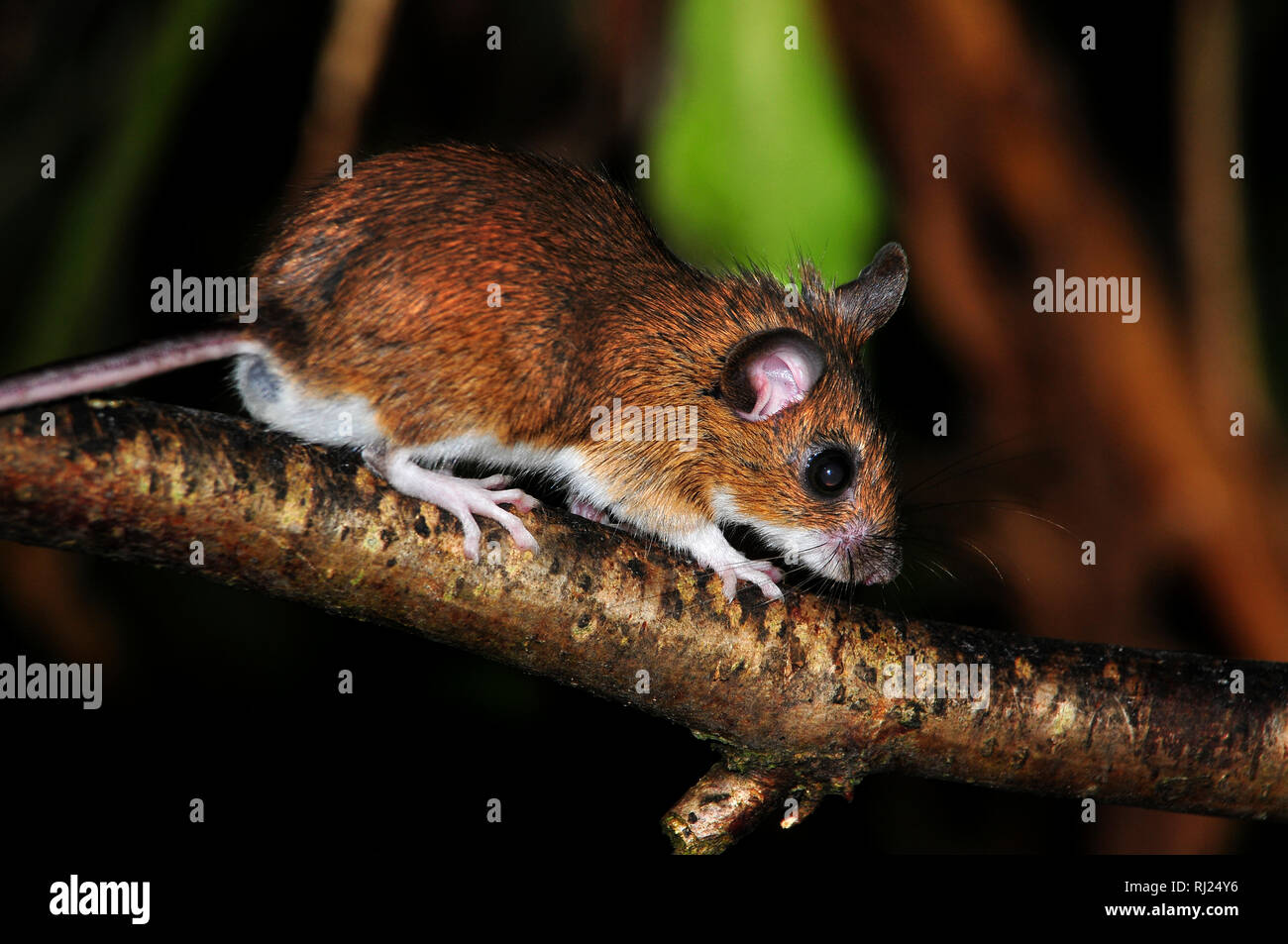 wood mouse apodemus sylvaticus Stock Photo - Alamy