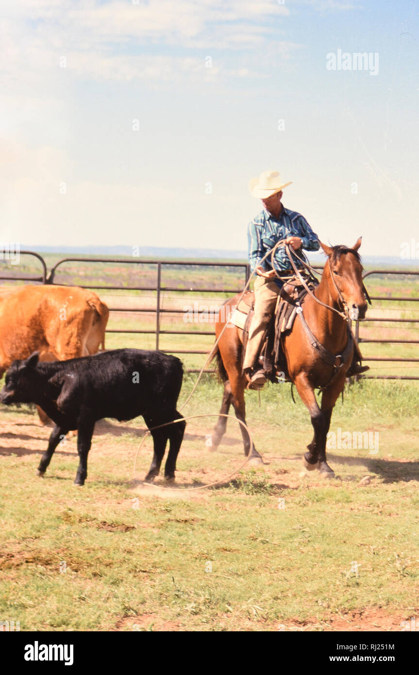 Cowboy roping calves on ranch hi-res stock photography and images - Alamy