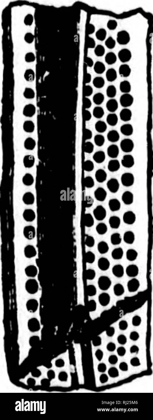 Basal fronds Black and White Stock Photos & Images - Alamy