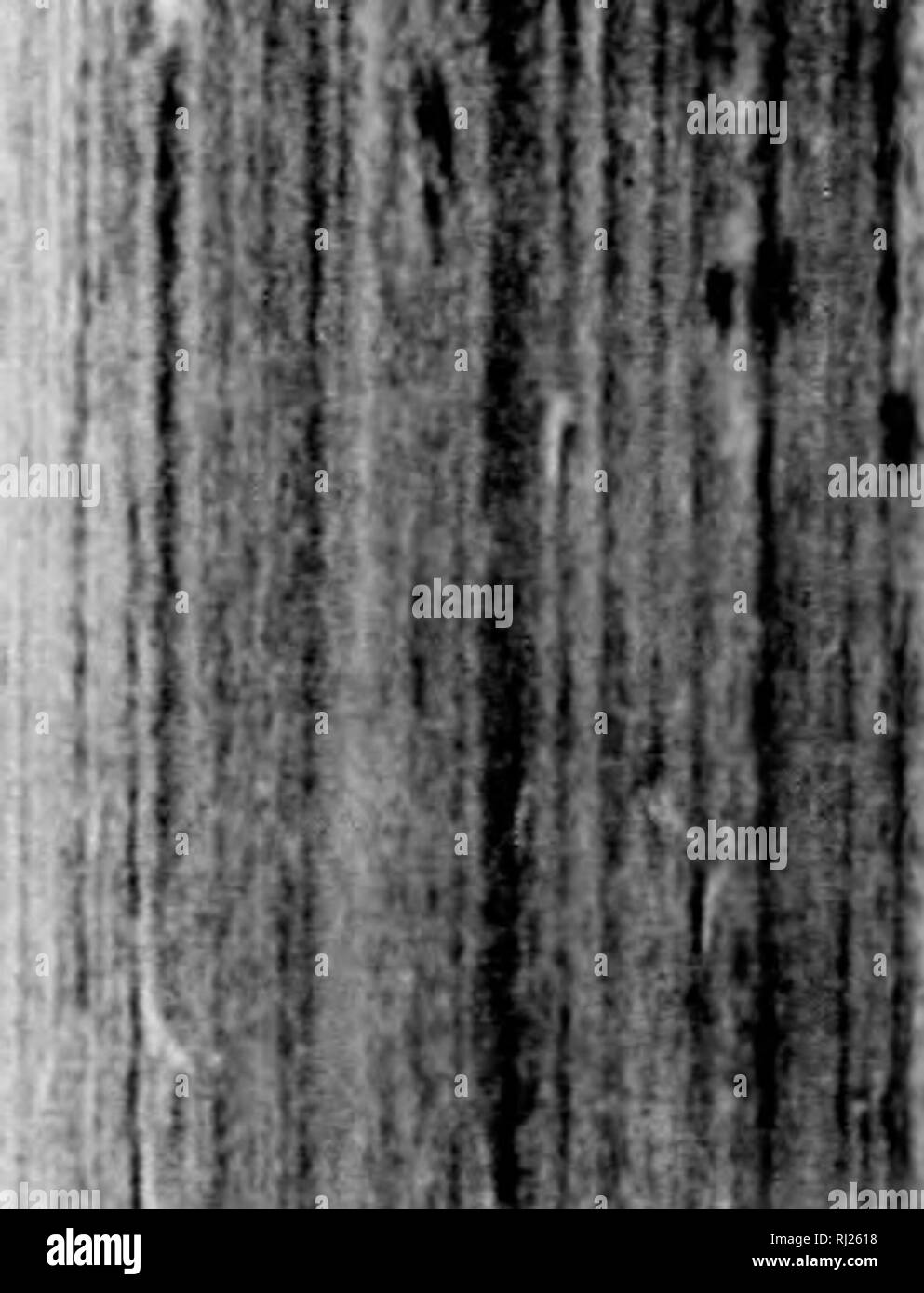 . Lake Superior [microform] : its physical character, vegetation and ...