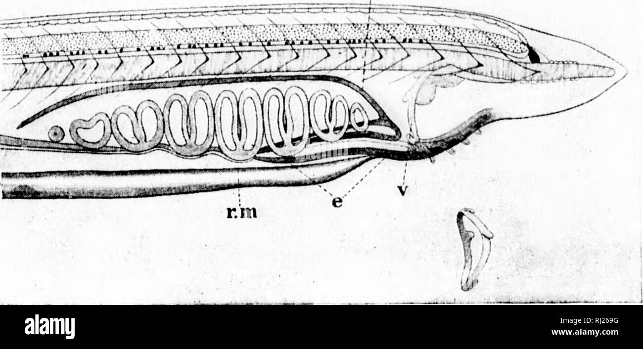 Amphioxus Chordate