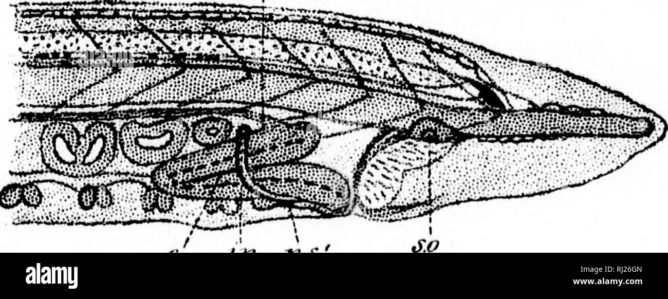 Labeling Primary Growth Structures