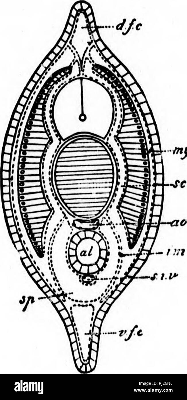 . Amphioxus and the ancestry of the vertebrates [microform ...