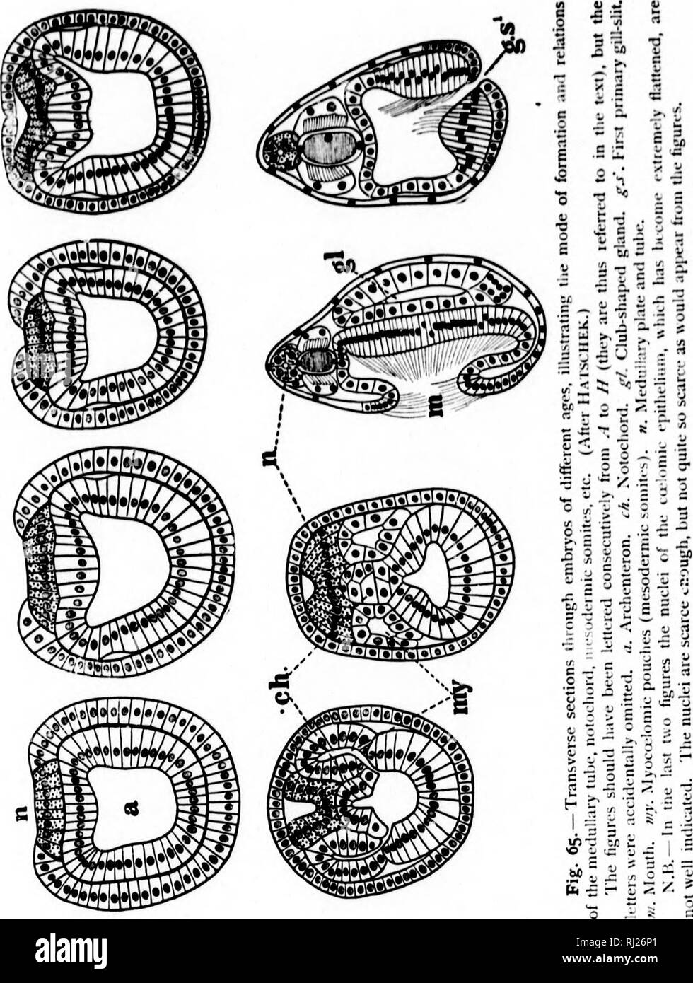 . Amphioxus and the ancestry of the vertebrates [microform ...
