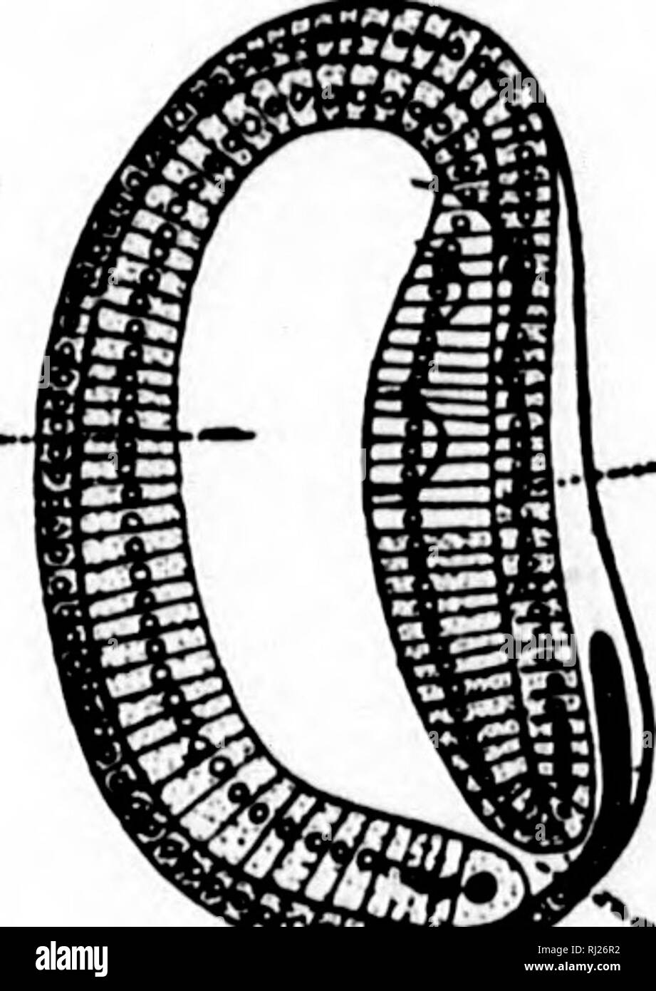 . Amphioxus and the ancestry of the vertebrates [microform ...