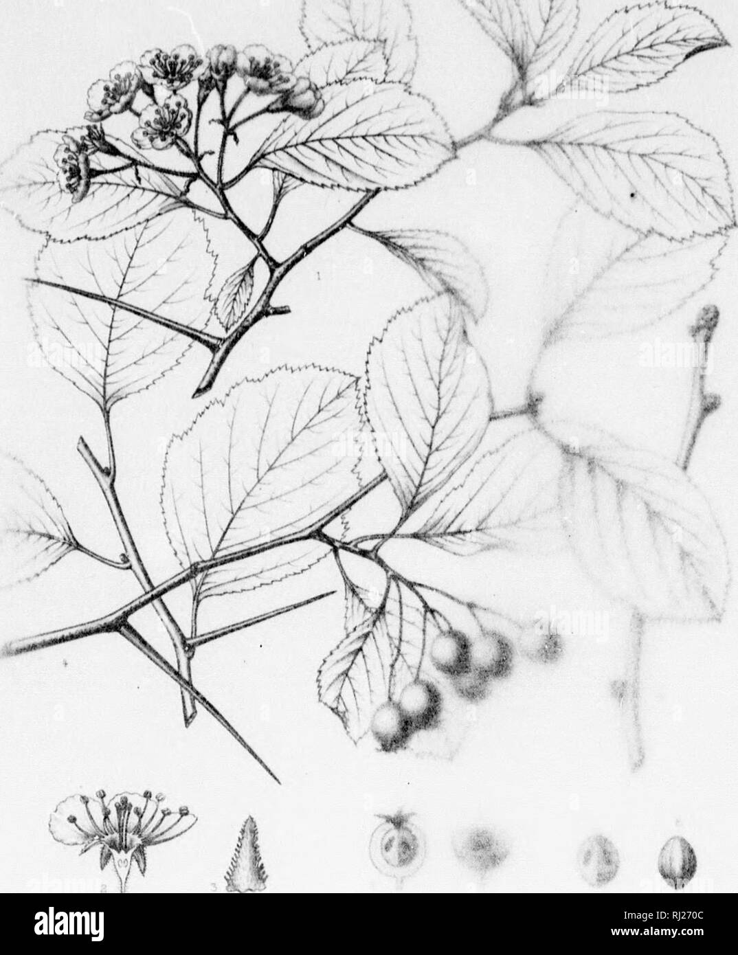 Fuur hi-res stock photography and images - Alamy