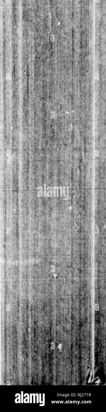 Morpho body Black and White Stock Photos & Images - Alamy