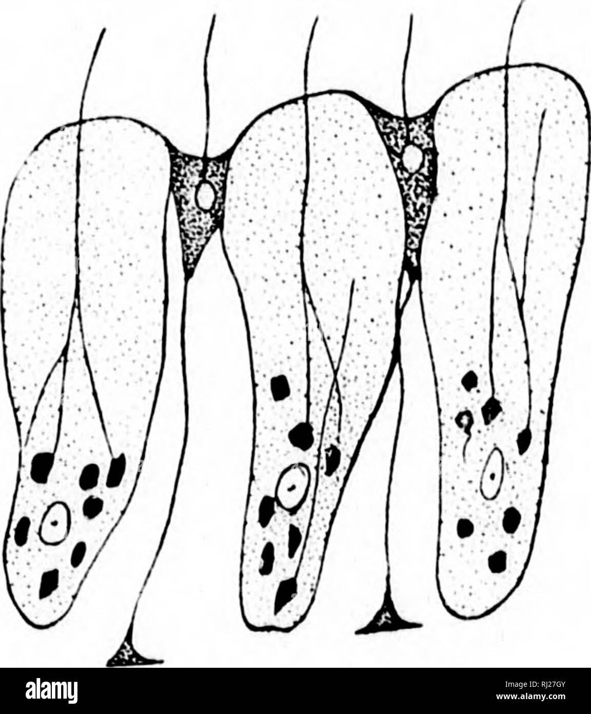 Elongated ovoid shape Black and White Stock Photos & Images - Alamy