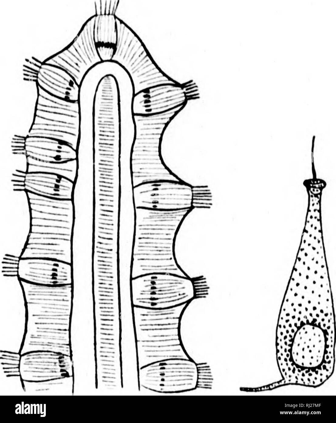 Oral vestibule hi-res stock photography and images - Alamy