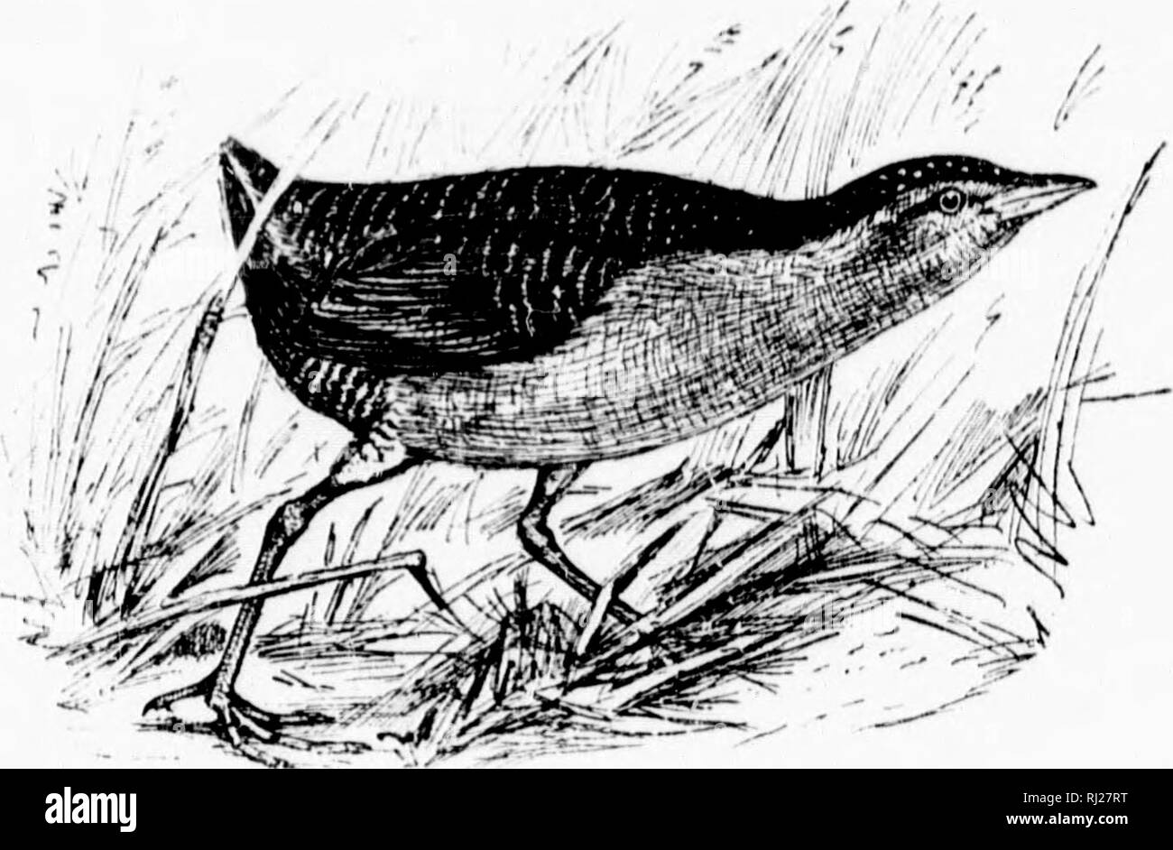 Weed rail Black and White Stock Photos & Images - Alamy