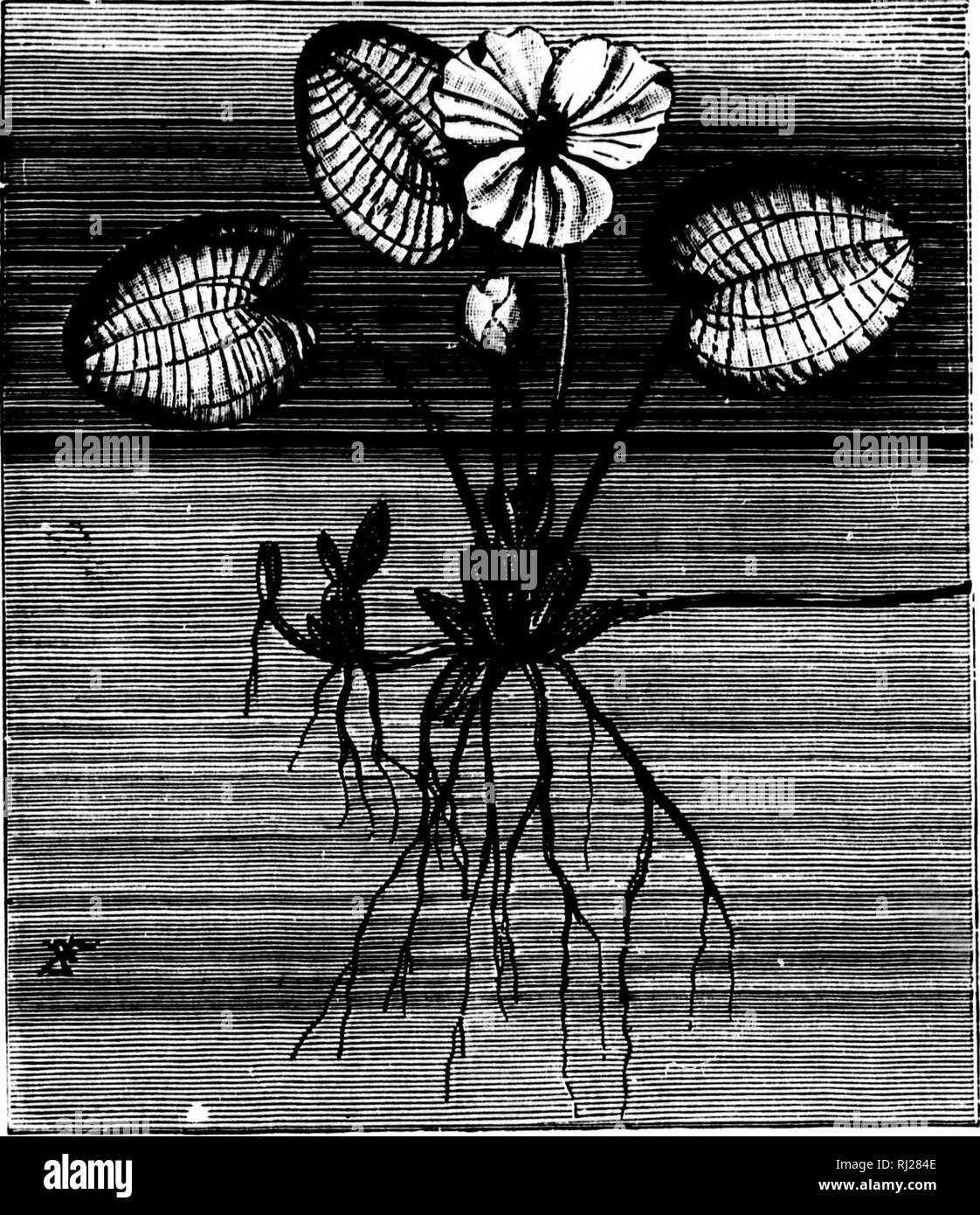 Why do we need insects hi-res stock photography and images - Alamy