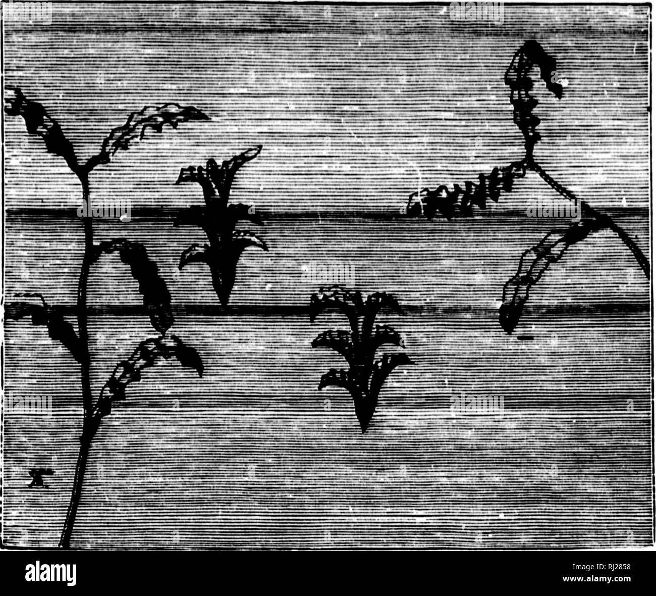 Curled pond weed hi-res stock photography and images - Alamy