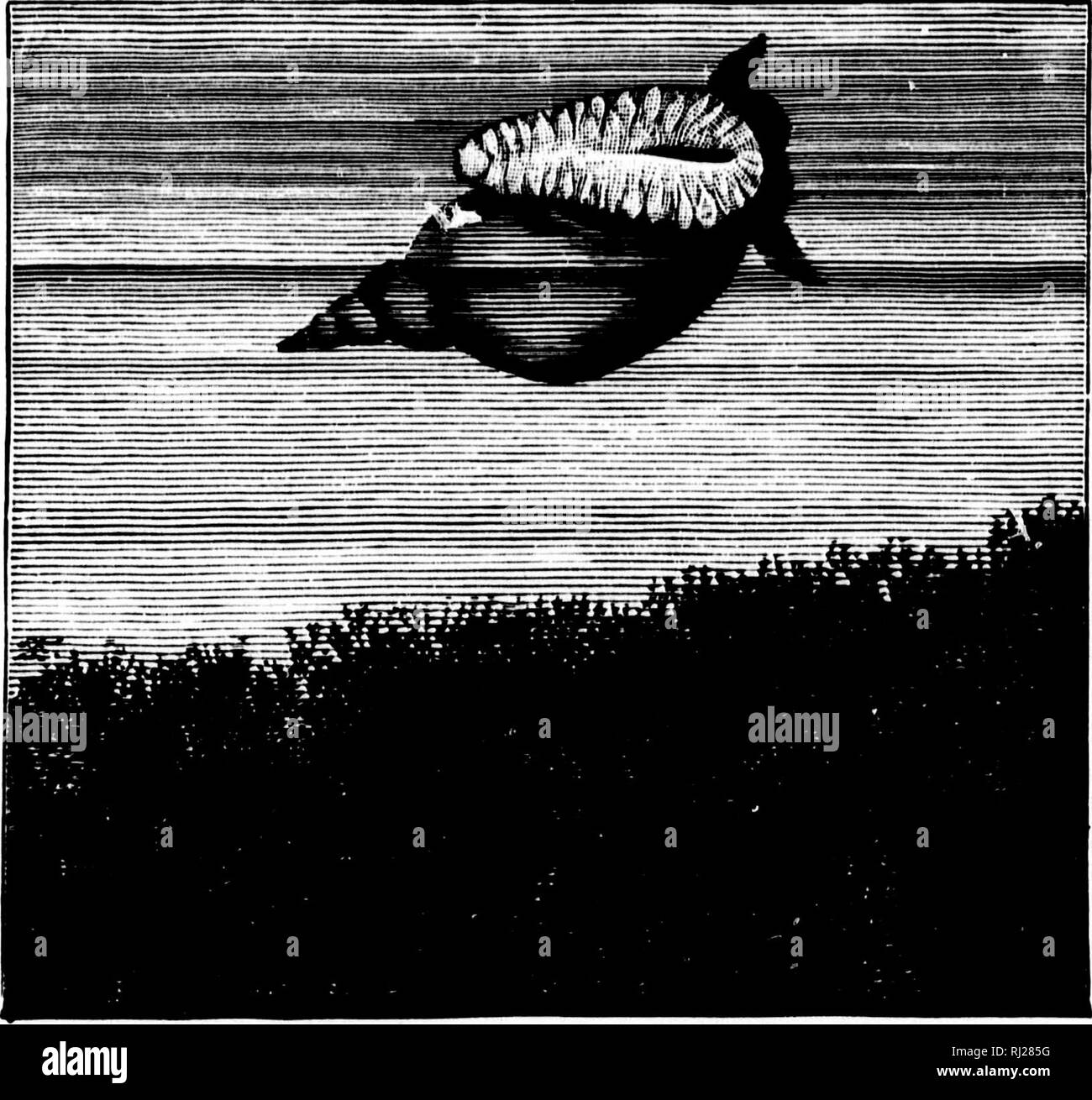 Curled snail Black and White Stock Photos & Images - Alamy