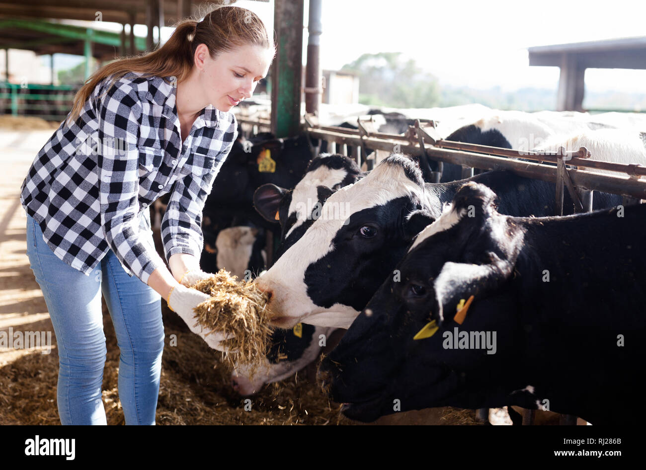 Portrait of active female employee working in cowshed on farm Stock ...