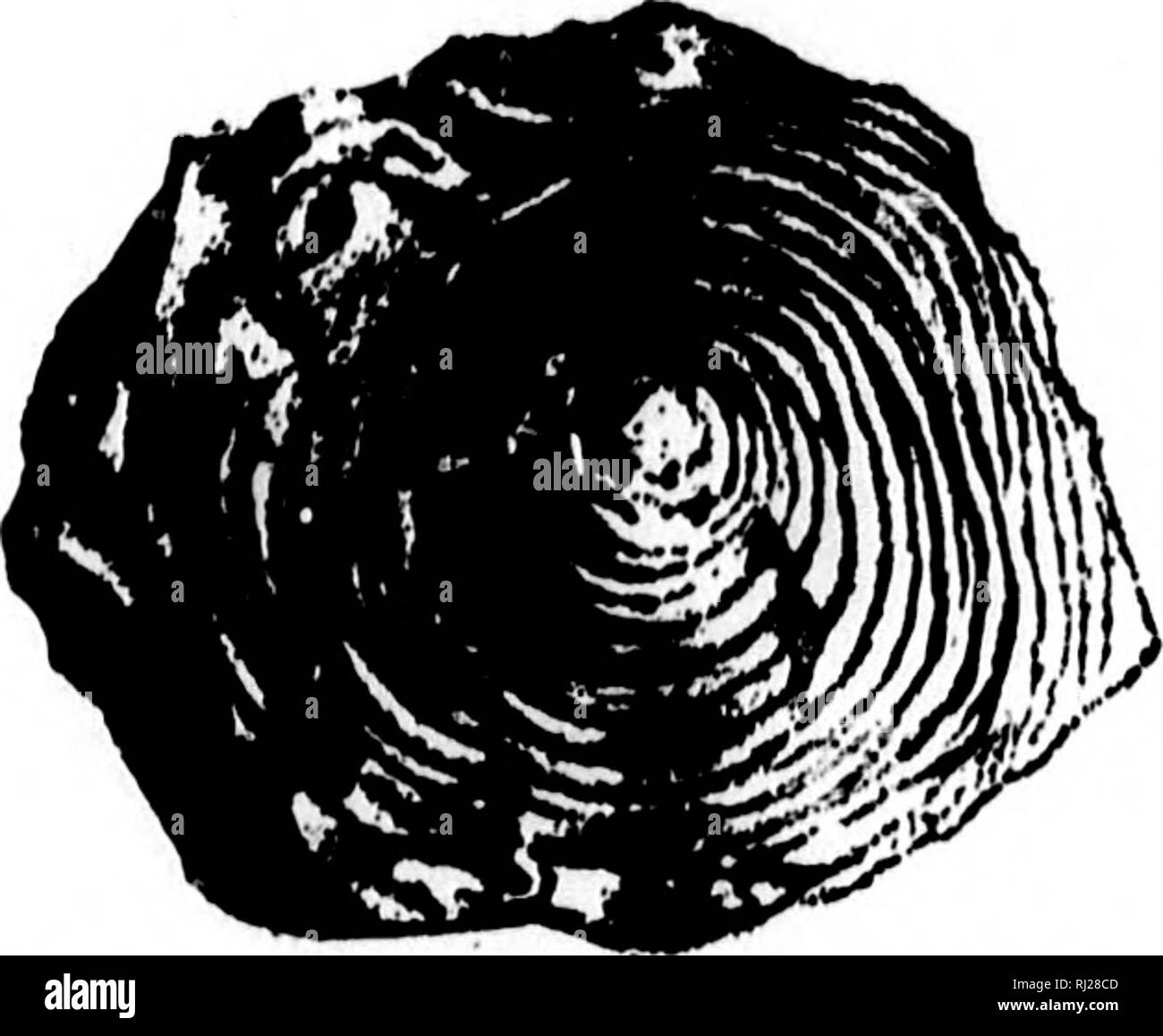 Torell miller hi-res stock photography and images - Alamy