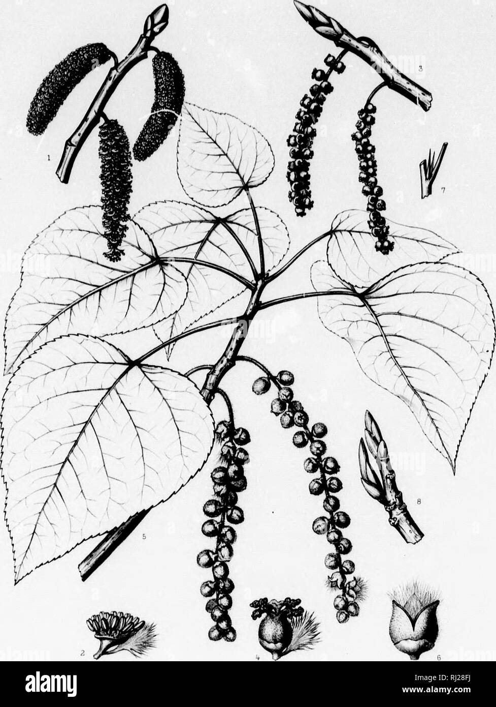 Populus trichocarpa Black and White Stock Photos & Images - Alamy