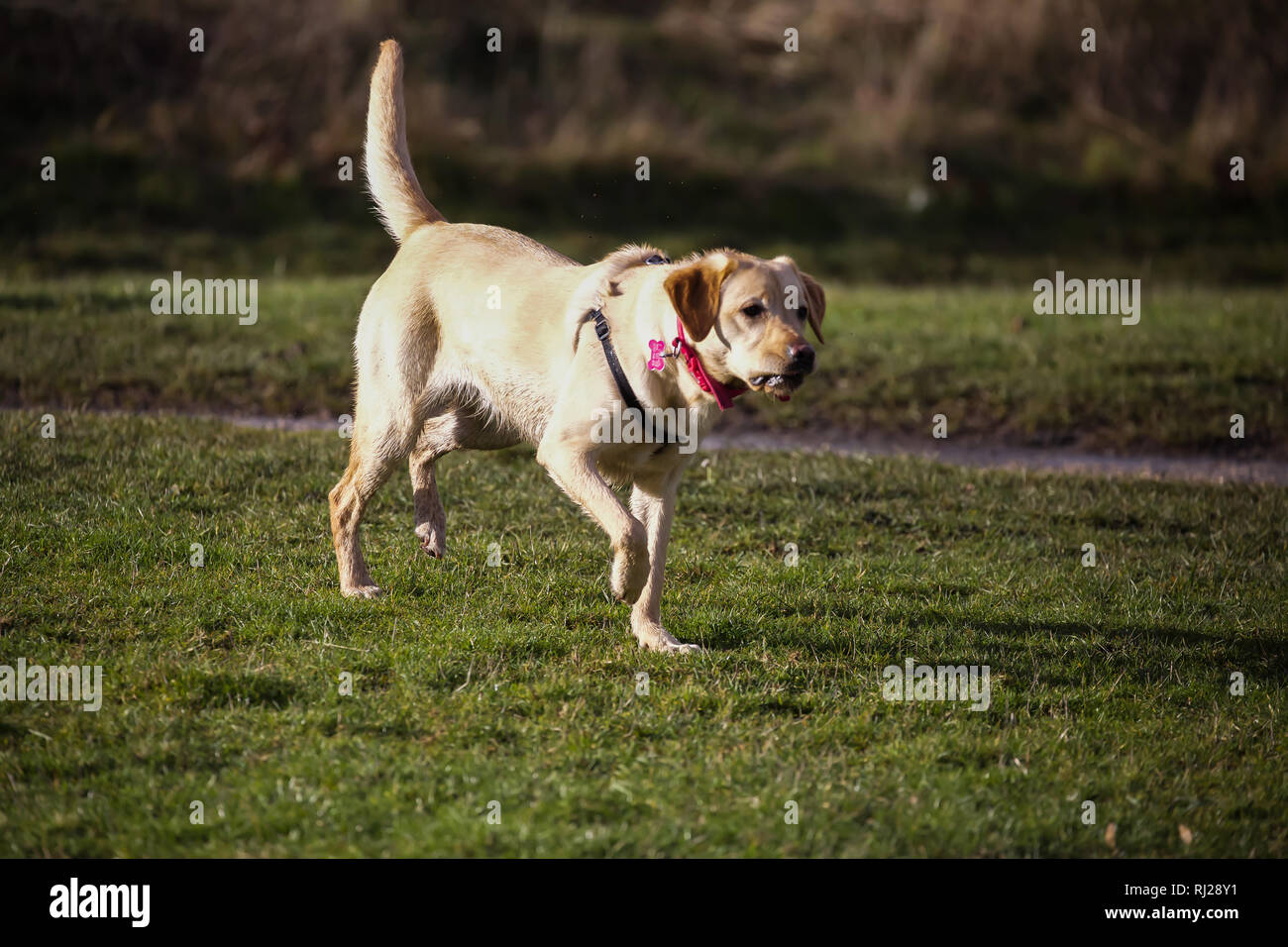 Labrador webbed feet hi-res stock photography and images - Alamy