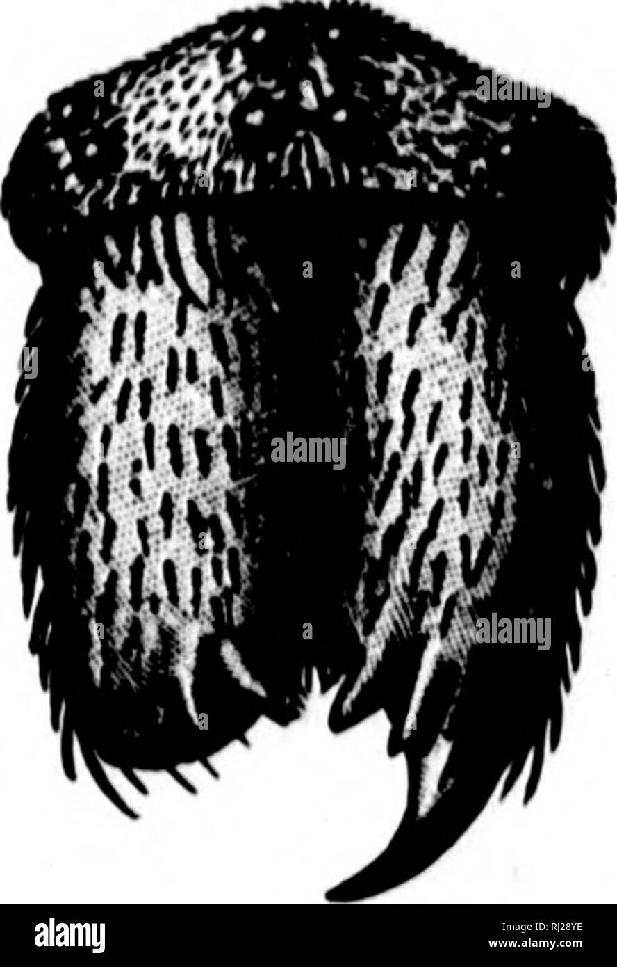 Spiders foot Black and White Stock Photos & Images - Alamy