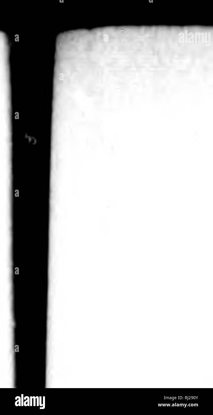 Cuio hi-res stock photography and images - Alamy