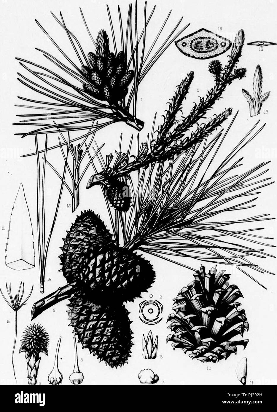 . The silva of North America [microform] : a description of the tree ...