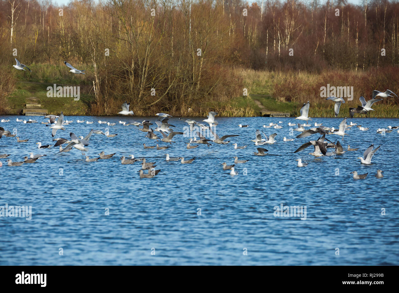 Poolsbrook hi-res stock photography and images - Alamy