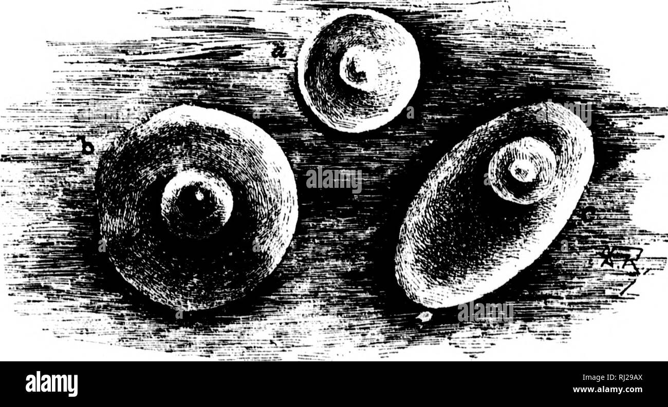 Tyson insects hi-res stock photography and images - Alamy