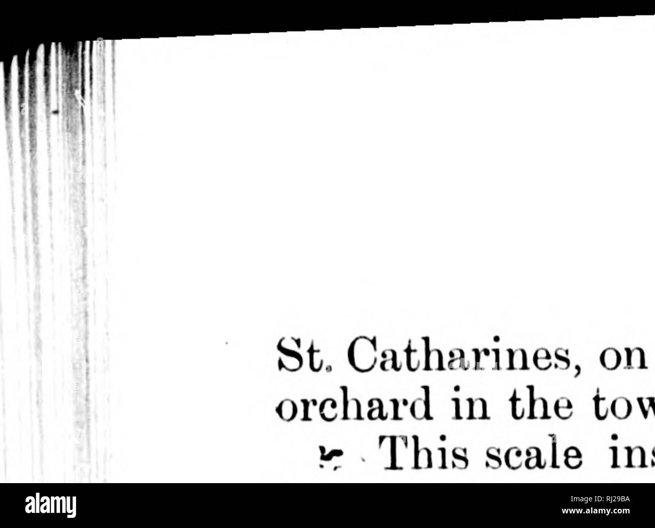 Tyson insects hi-res stock photography and images - Alamy