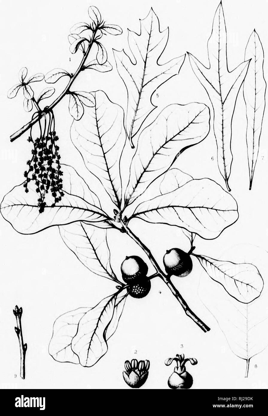 . The silva of North America [microform] : a description of the tree ...