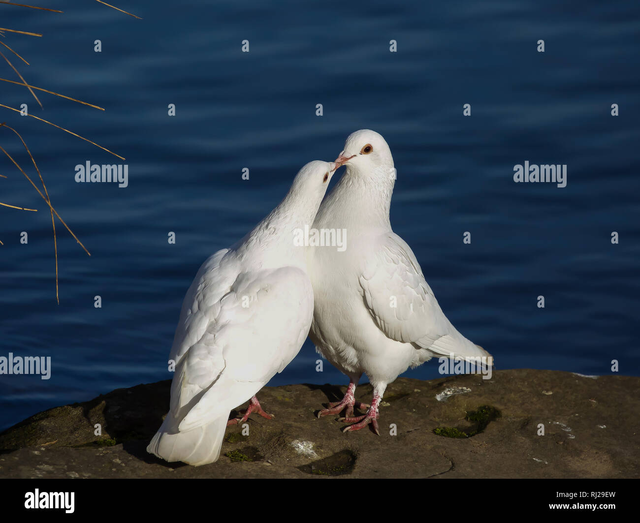A pair of white Doves in Poolsbrook Country Park, Chesterfield,UK Stock ...