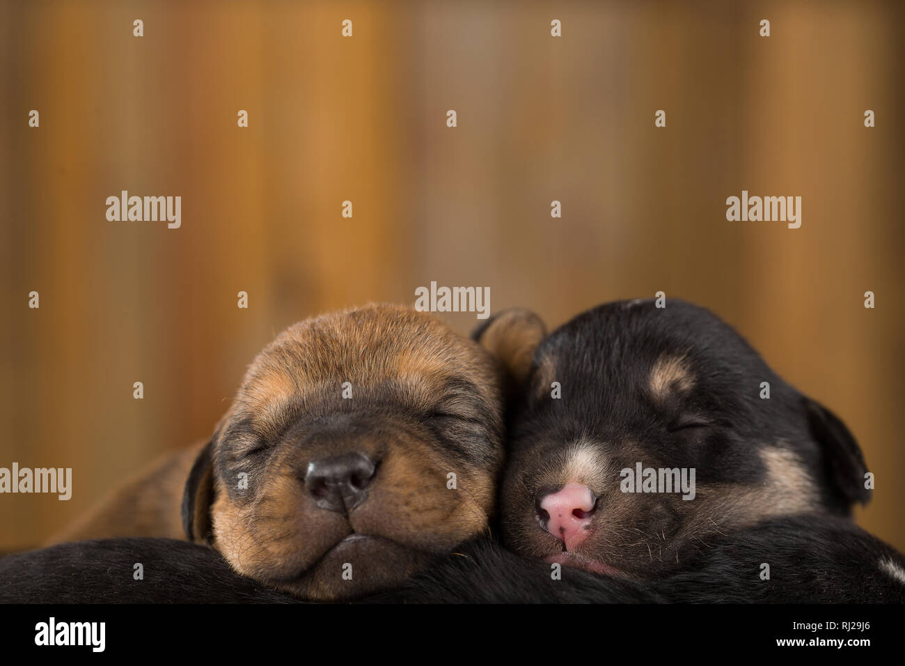 two little puppies in a barn Stock Photo - Alamy
