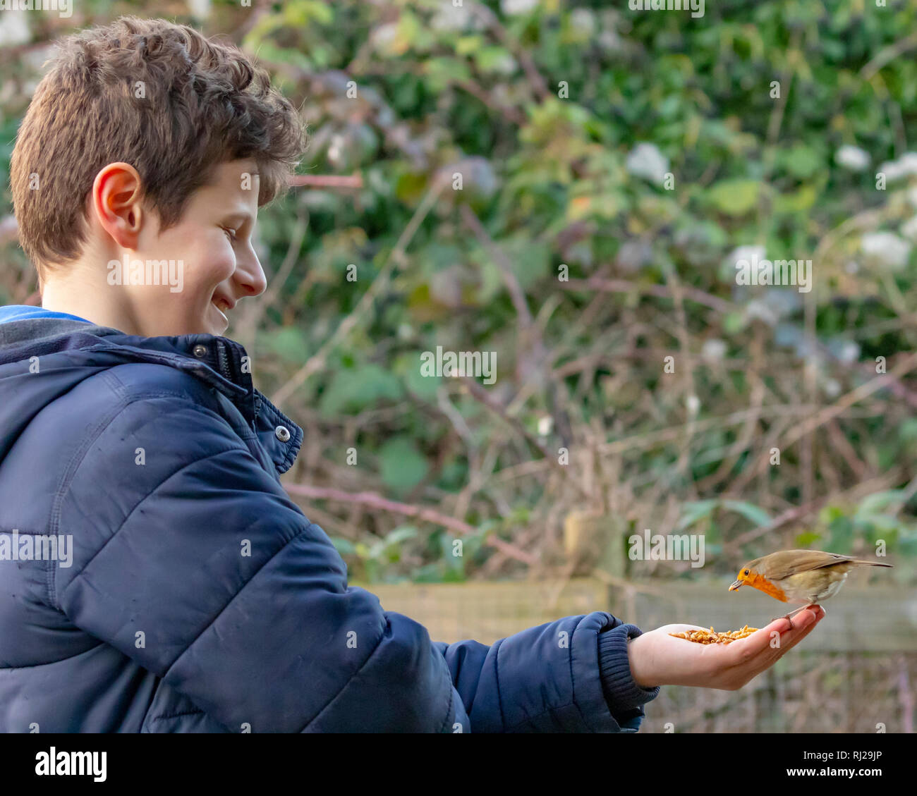 Robin Hand Feeding High Resolution Stock Photography and Images - Alamy