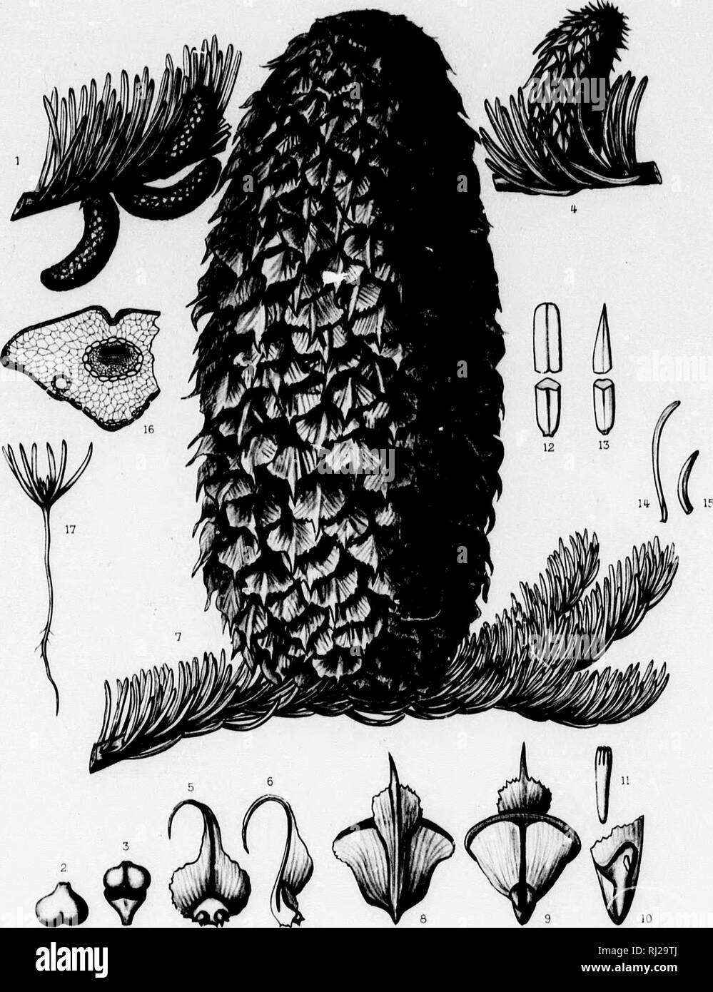 . The silva of North America [microform] : a description of the tree ...