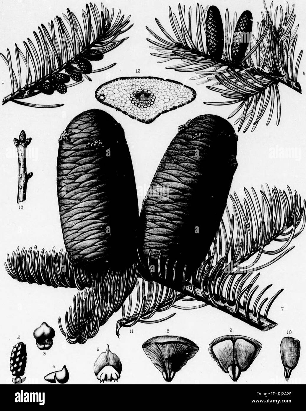 Paruma hi-res stock photography and images - Alamy