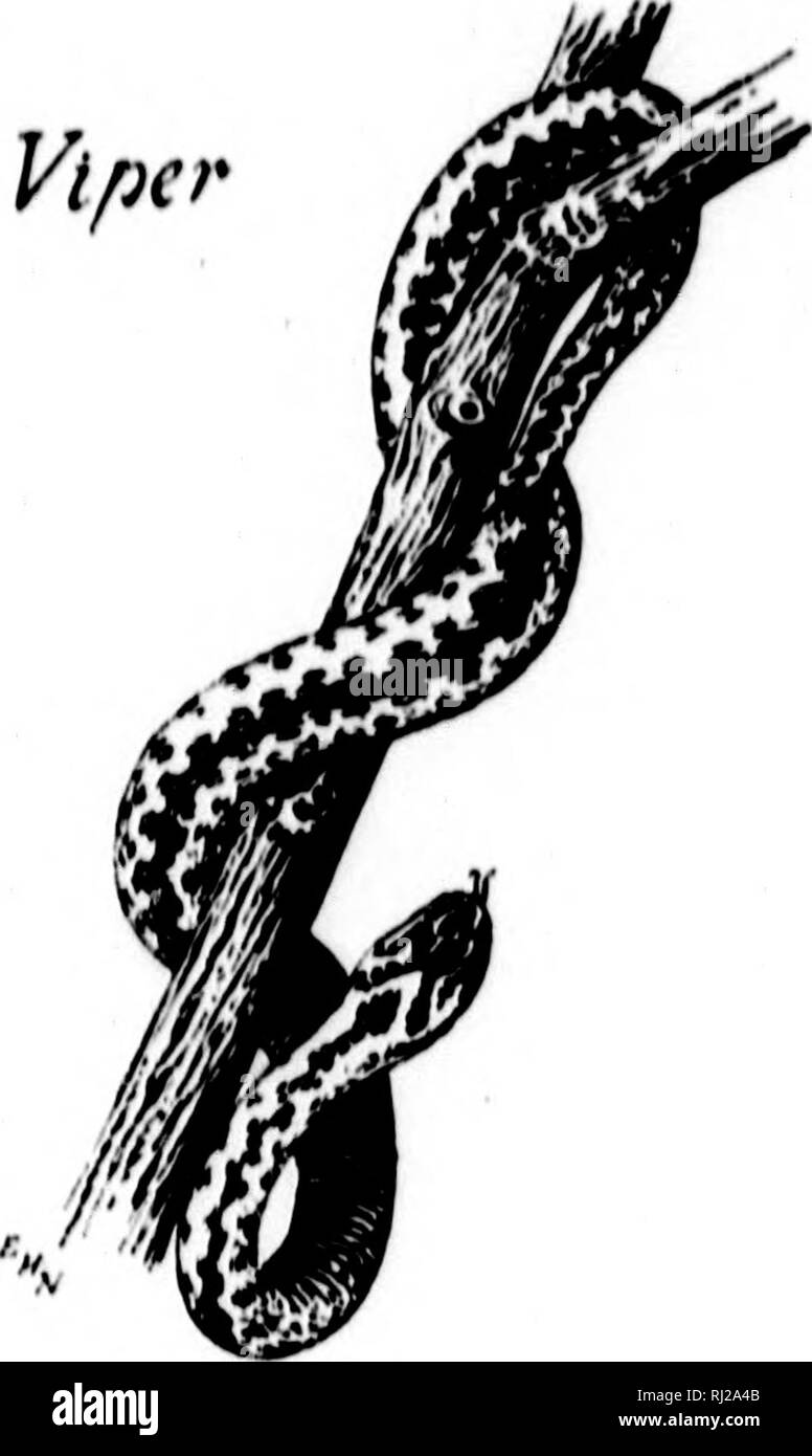 Viper in grass Cut Out Stock Images & Pictures - Alamy