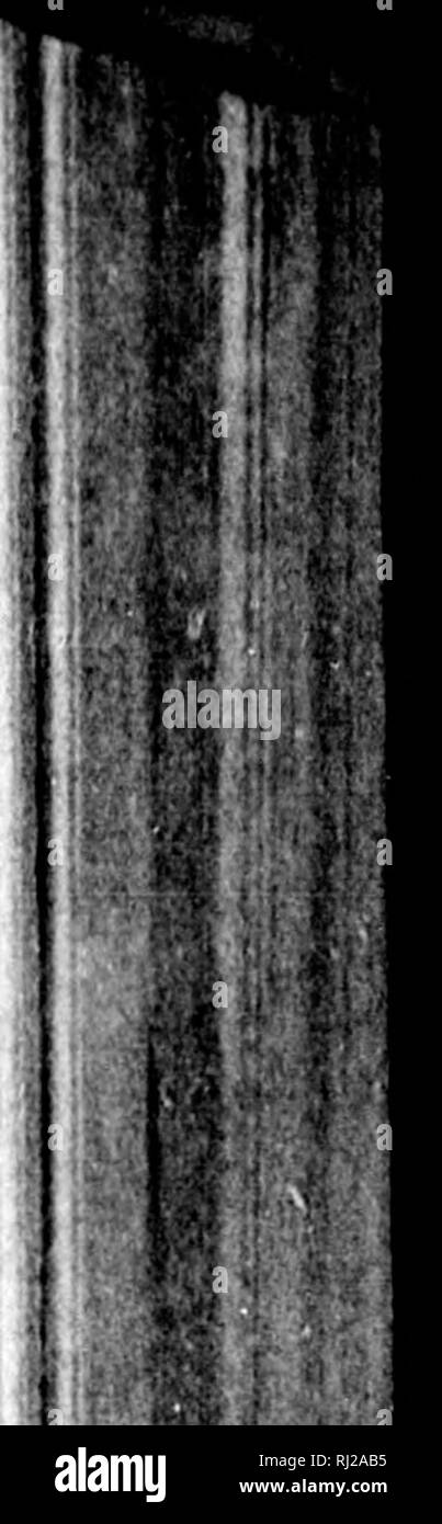 . Diptera Americae septentrionalis indigena [microform]. Diptera ...