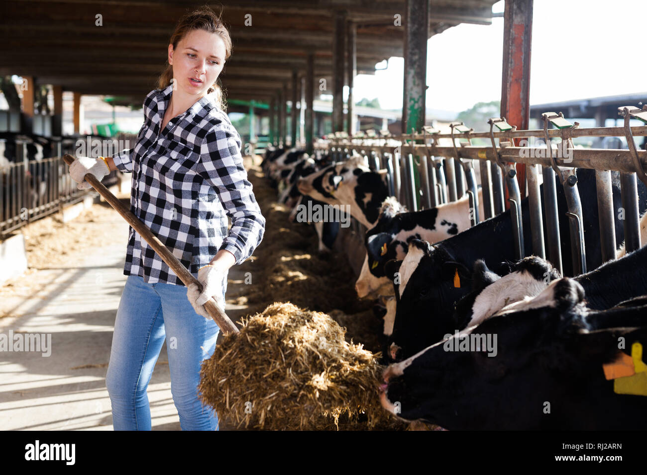 Young woman working with hay for cows on dairy farm Stock Photo - Alamy