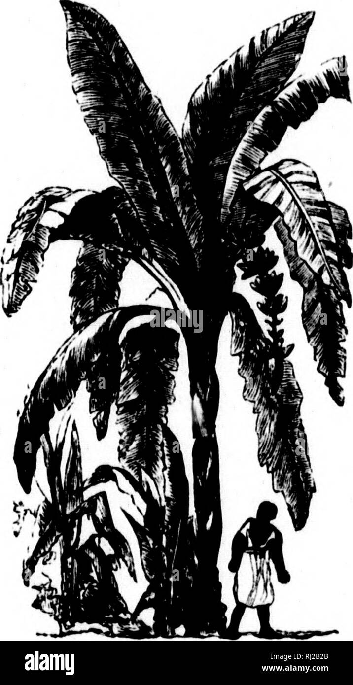 Musa Sapientium Stock Photos & Musa Sapientium Stock Images - Alamy