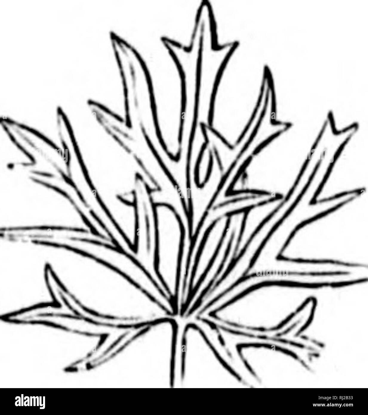 . A botanical note-book for the use of students of practical botany ...