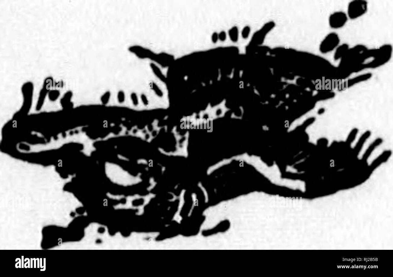 . Wild animals I have known and 200 drawings [microform]. Animal ...