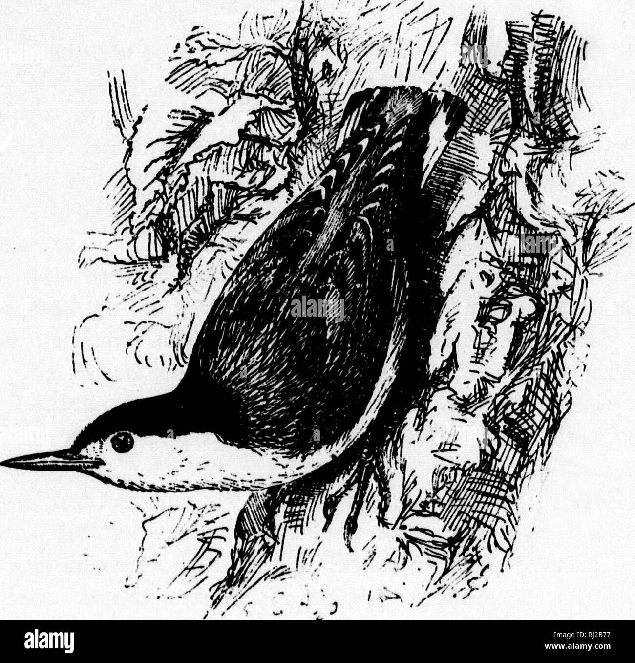 Acute dead Black and White Stock Photos & Images - Alamy