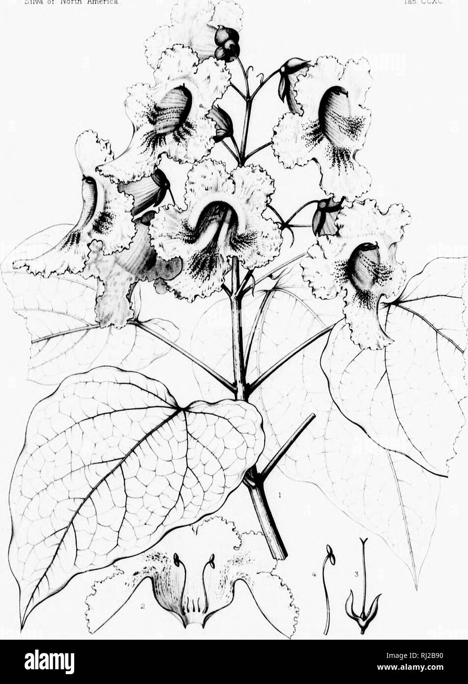 . The silva of North America [microform] : a description of the tree ...