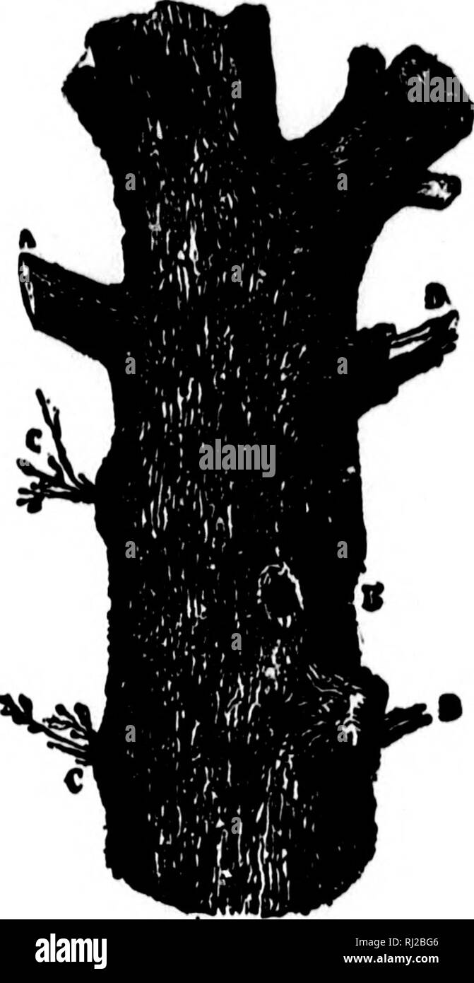 Arbre séché Black and White Stock Photos & Images - Alamy