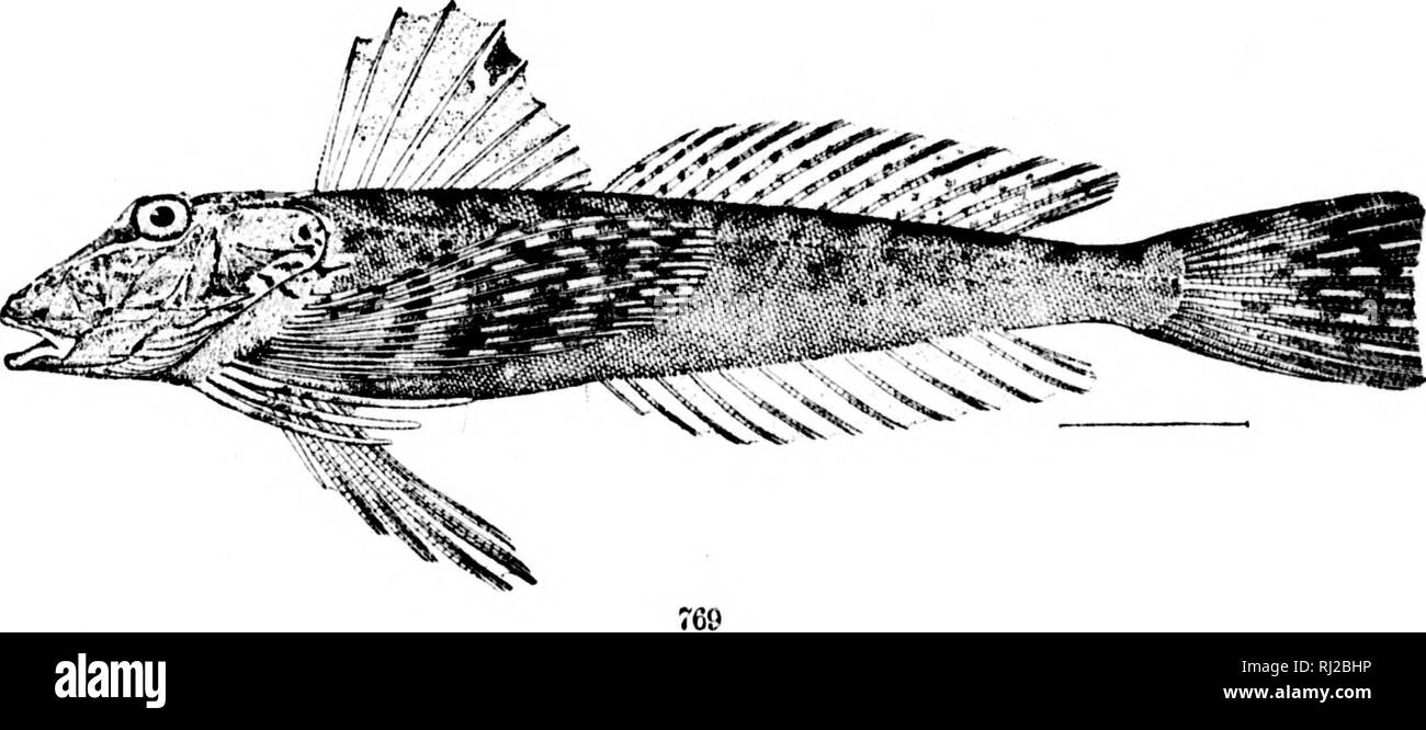 . The fishes of North and Middle America [microform] : a descriptive ...