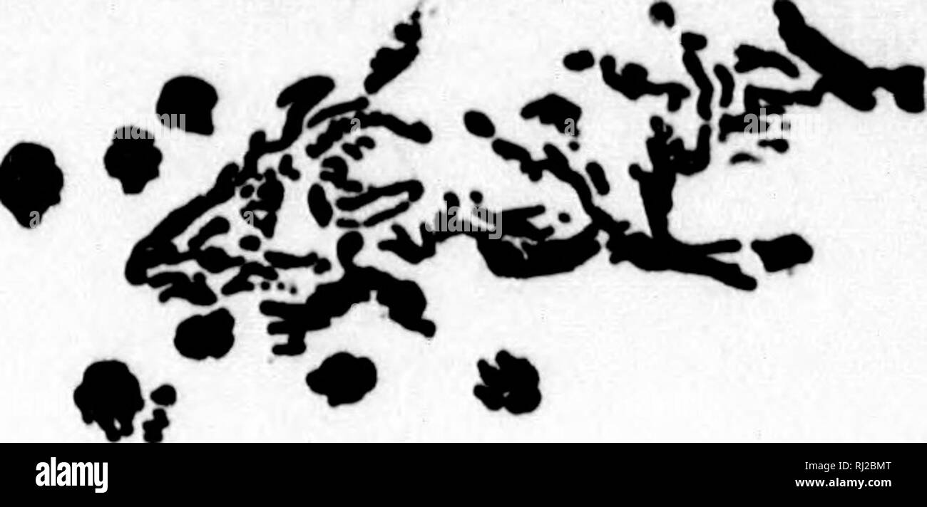 . Wild animals I have known and 200 drawings [microform]. Animal ...