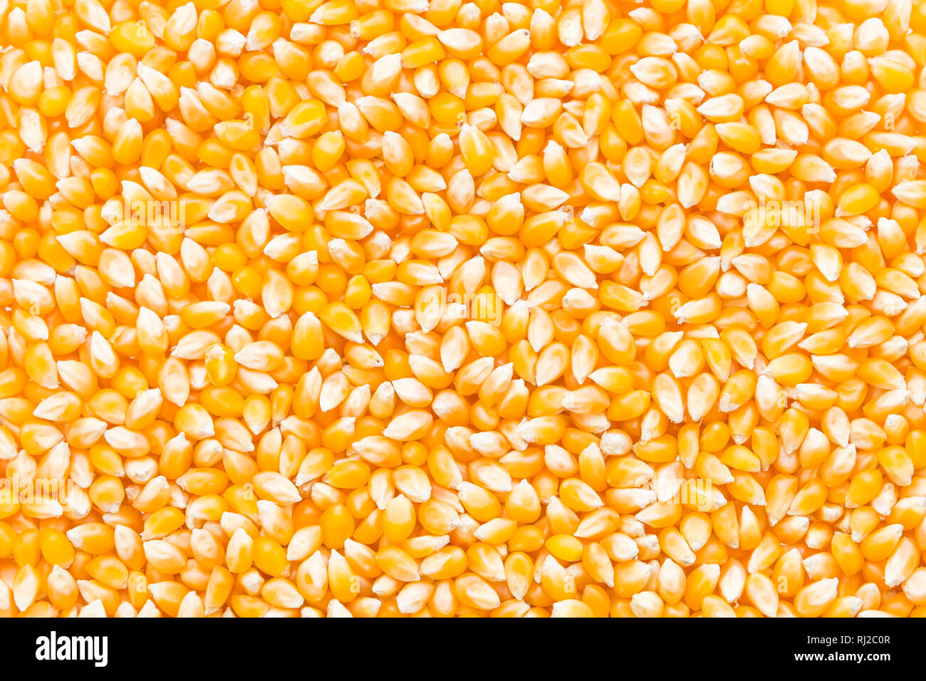 Corn cob seed background Stock Photo - Alamy