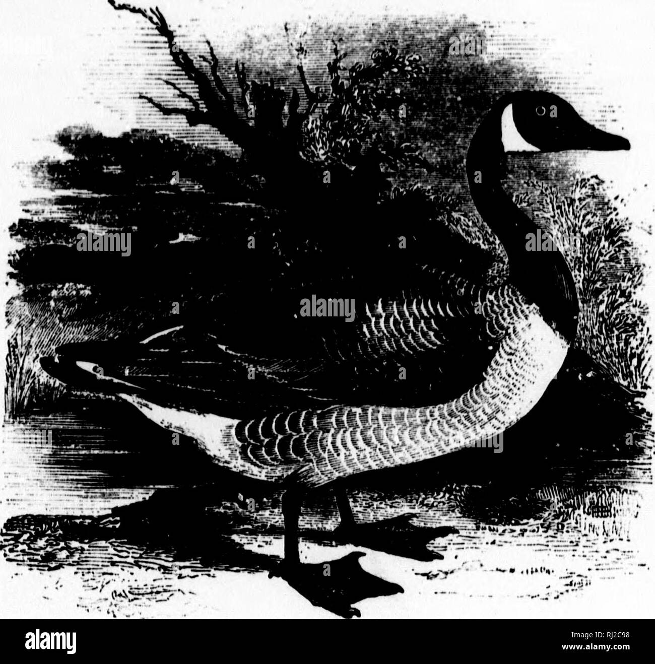 Canada goose tail feathers Black and White Stock Photos & Images - Alamy