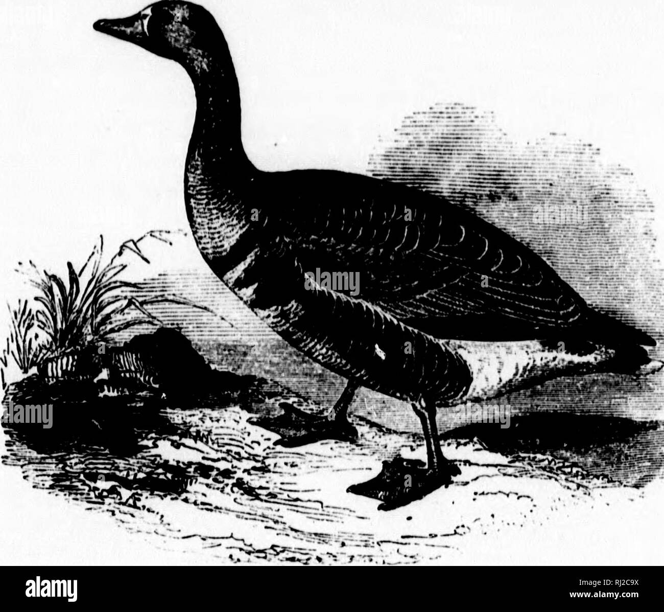 Under the ash game hi-res stock photography and images - Alamy