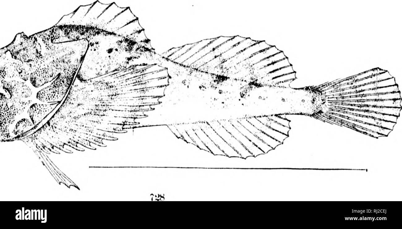. The fishes of North and Middle America [microform] : a descriptive ...