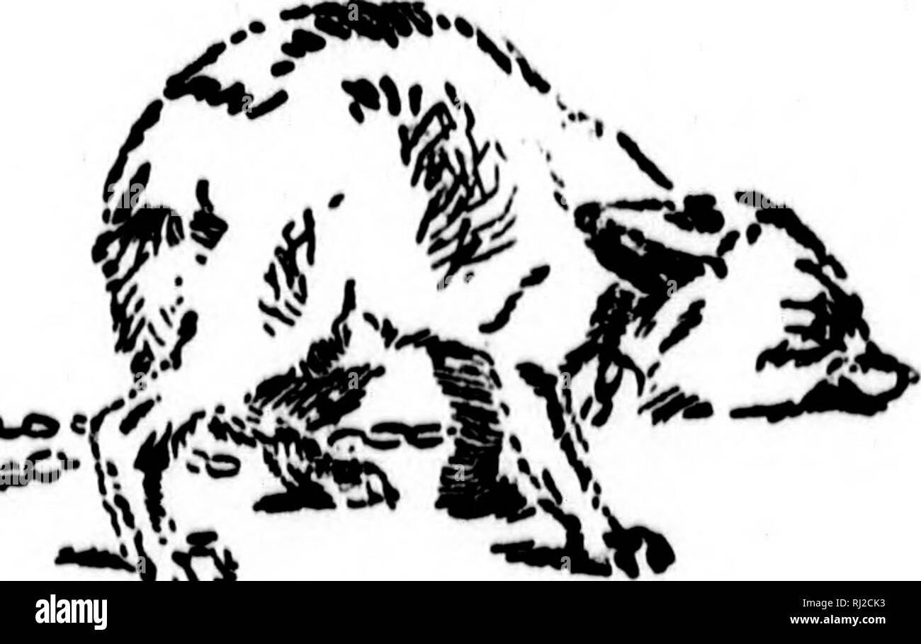 Wolf Looking Back Drawing