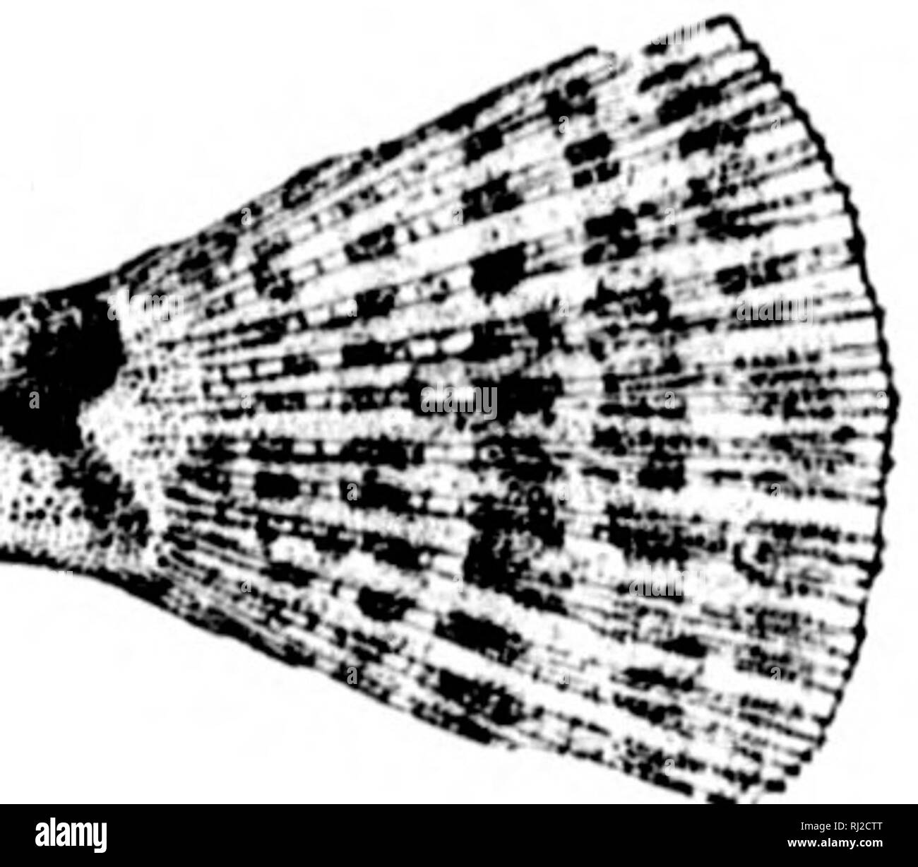 . The fishes of North and Middle America [microform] : a descriptive ...